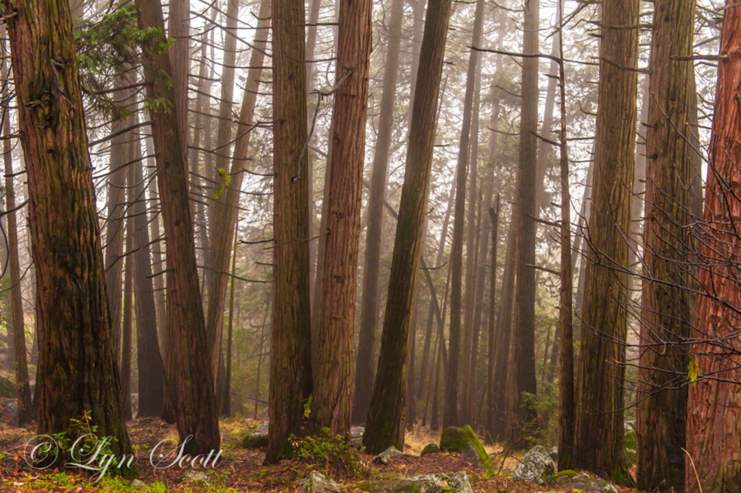 The Forest - Nature, Landscape Photography, Fall, Autumn, Forest, Fine ...