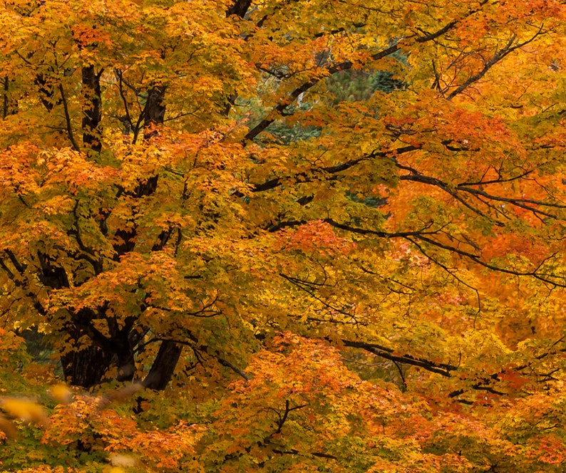 Autumn Splendor - Nature Photography, Landscape Photography, Fall ...