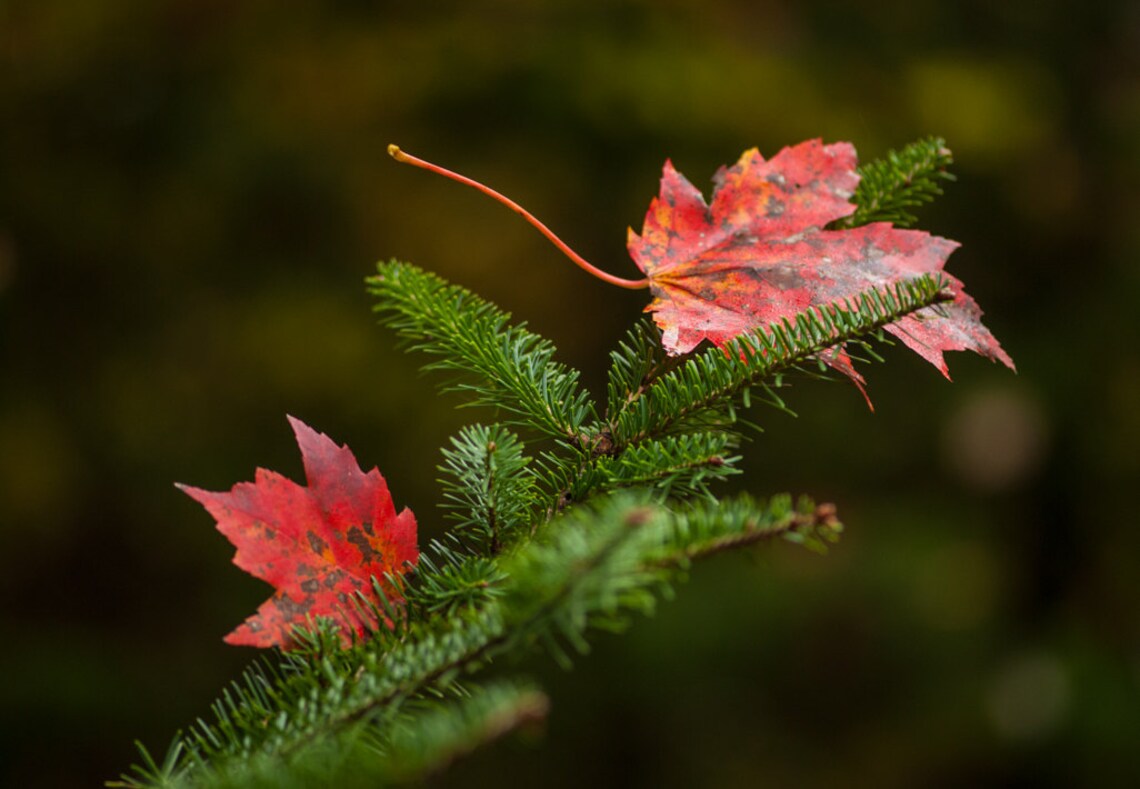 Pine Tree Decorations Fine Art Print Landscape Photography Etsy pine-tree-decorations-fine-art-print-landscape-photography-etsy
