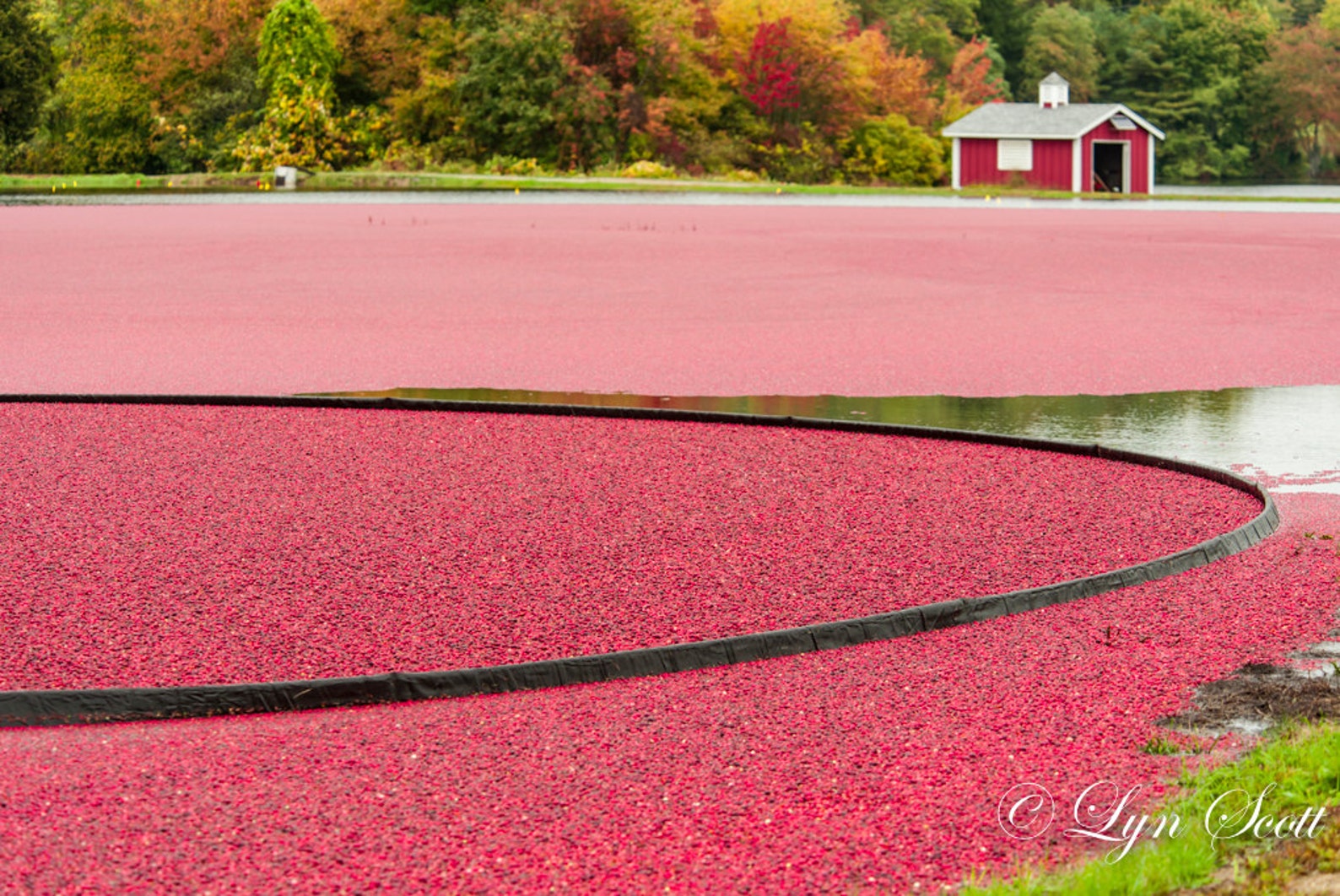 Cranberry Bog - Nature Photography, Landscape Photography, Fall, Autumn ...