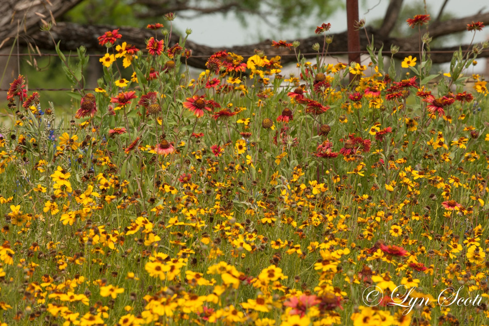 Texas Flowers - Nature Photography, Landscape Photography, Wild Flowers ...