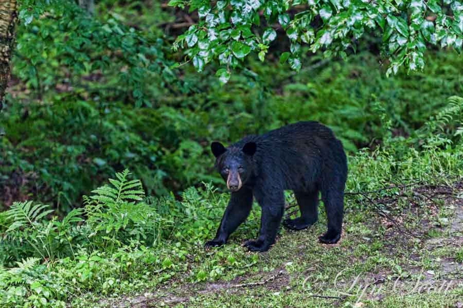 Black Bear - Wildlife, New England, Bear, New Hampshire, Nature ...