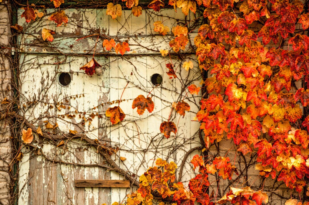 The Door With a Face - Nature Photography, Landscape Photography, Fall ...