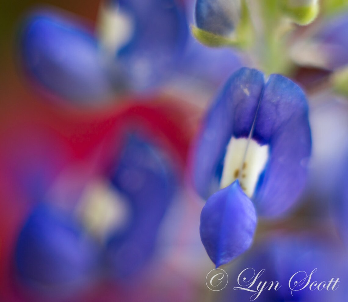 Bluebonnet Closeup, Landscape Photography, Texas, Hill Country, Western ...