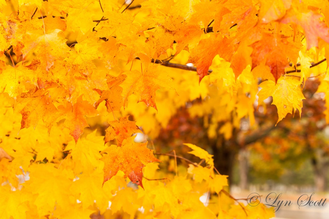 Autumn Leaves, Fine Art, Nature Photography, Wall Art, Landscape, Fall ...