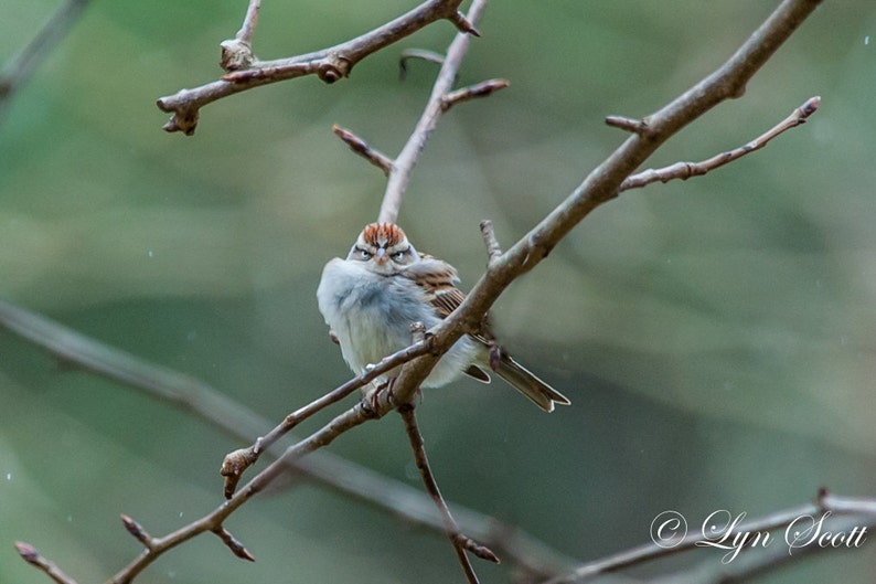 Grumpy Bird Nature Photography, Art, Wildlife Photography, Animal, Bird ...