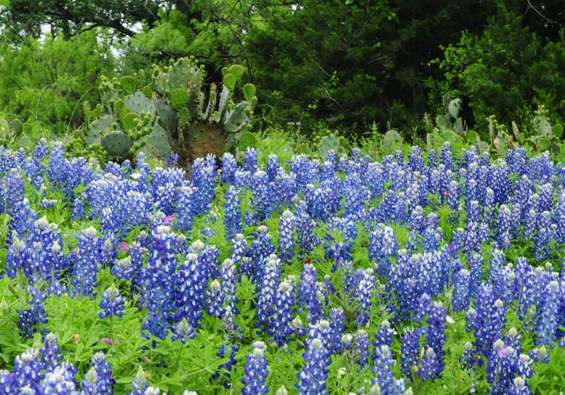 Bluebonnets and Cactus, Landscape Photography, Spring, Texas, Hill ...