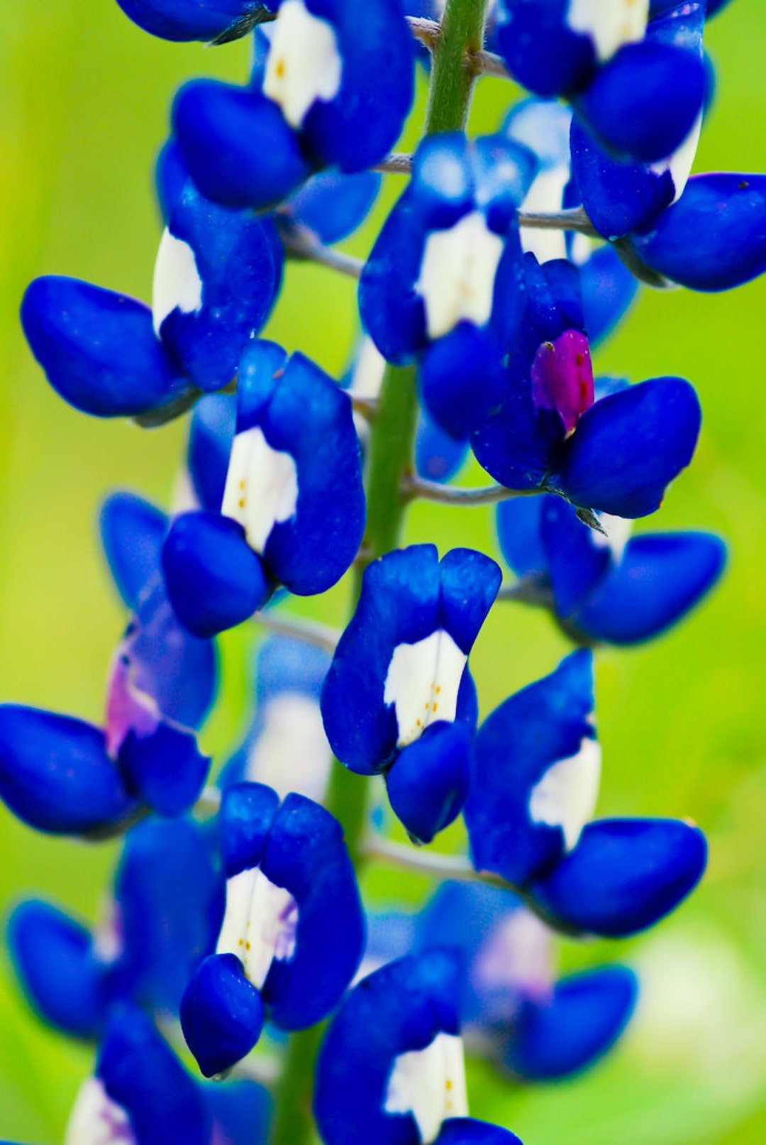Bluebonnet Closeup, Landscape Photography, Texas, Hill Country, Western ...