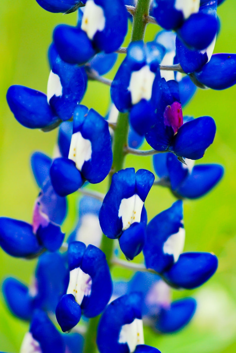 Bluebonnet Closeup, Landscape Photography, Texas, Hill Country, Western ...