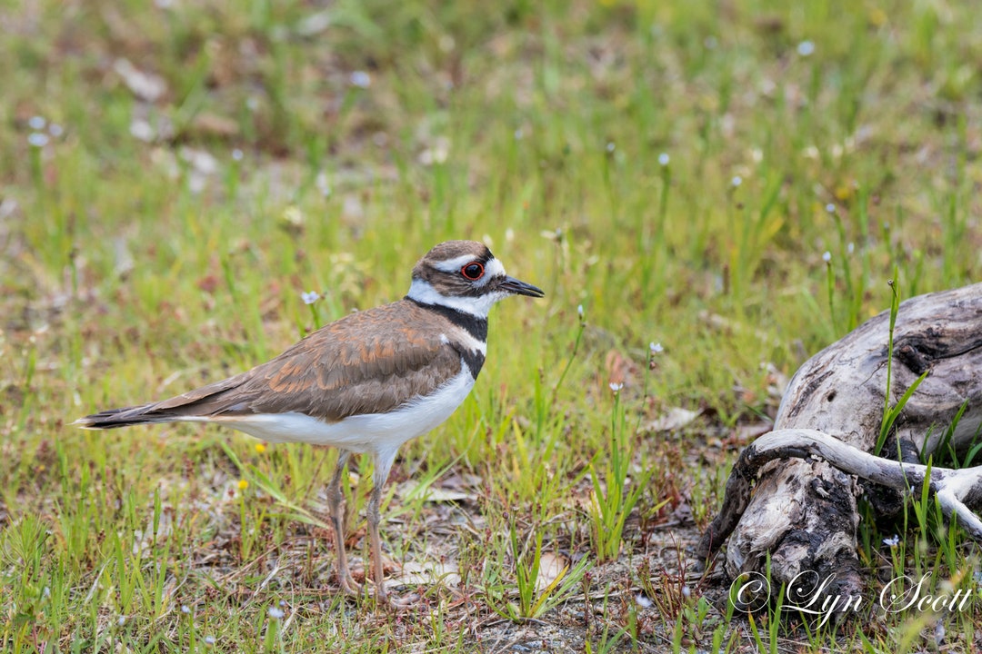 Wildlife Killdeer Bird- Nature Photography, Art, Wildlife Photography ...