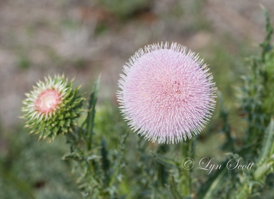 Pink Thistle, Landscape Photography, Ranch Art, Texas, Hill Country ...
