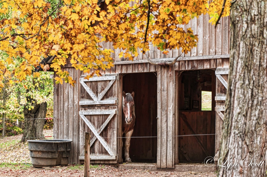 Barn Pony - Nature Photography, Landscape Photography, Fall, Autumn ...
