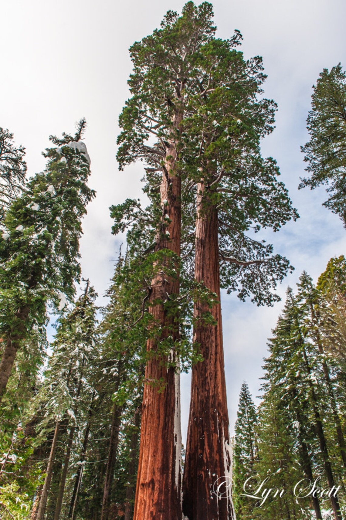Sequoia and Redwoods - Nature, Landscape, Winter, Forest, Snow, Fine ...
