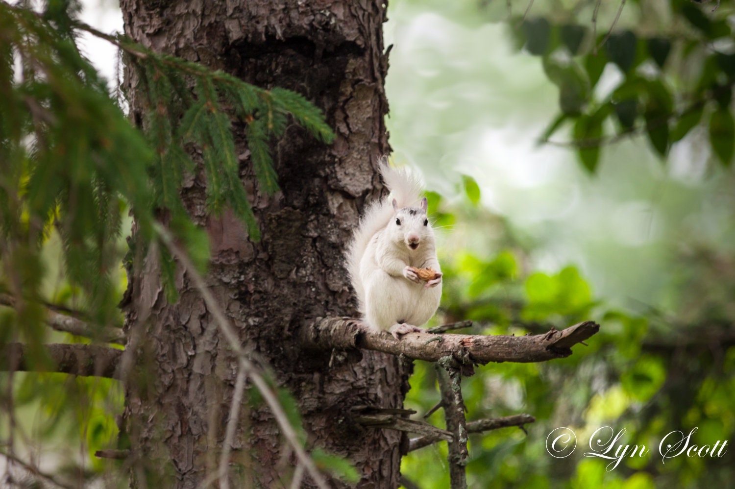 White Squirrel, Nature, Landscape, Squirrel, Wildlife, Photography ...