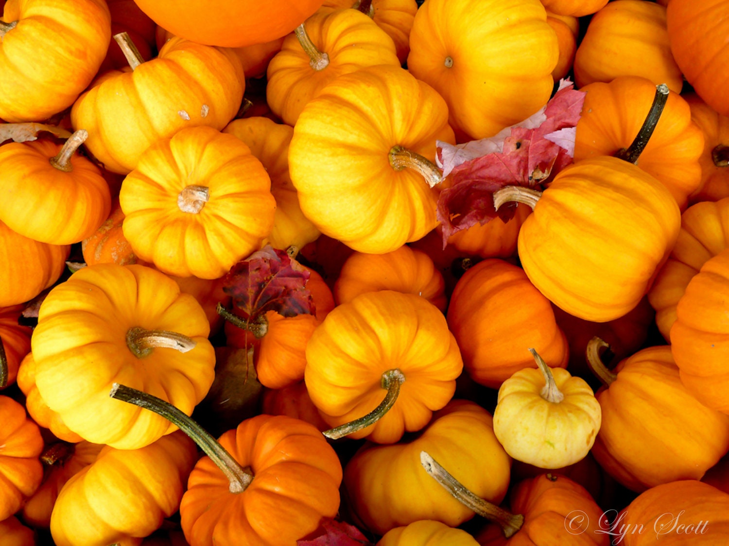 Tumblr Photography Fall