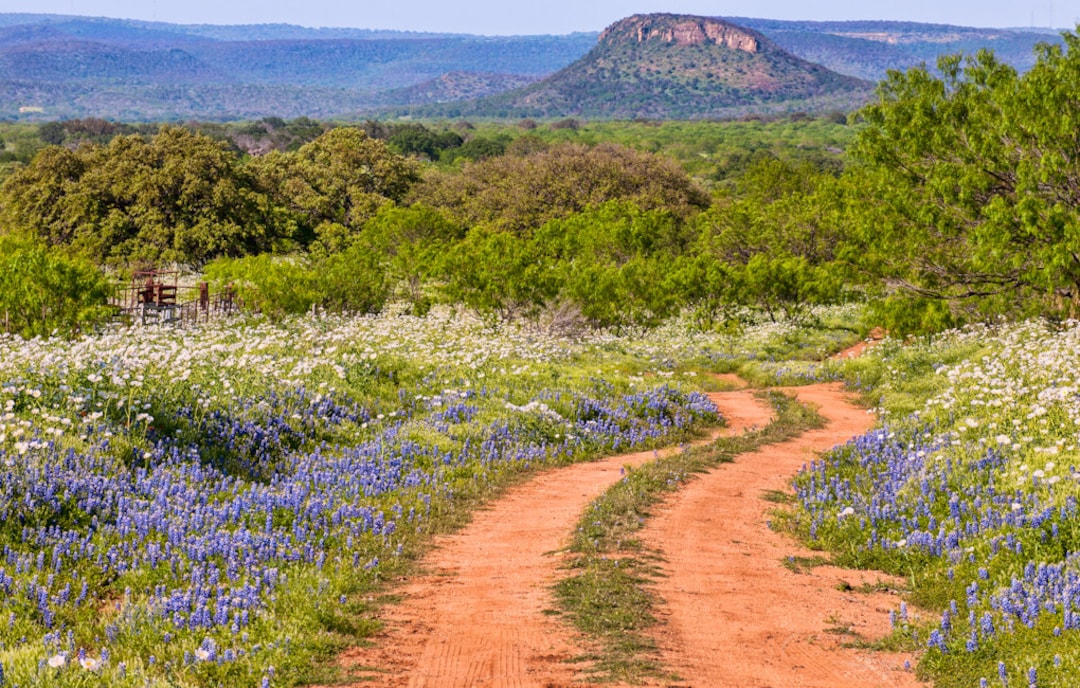 Texas Bluebonnet Photography, the Red Road - Fine Art Print, Landscape ...