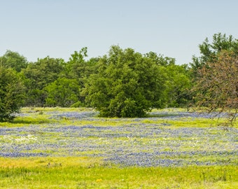 Wildflowers Landscape Photography Texas Hill Country | Etsy