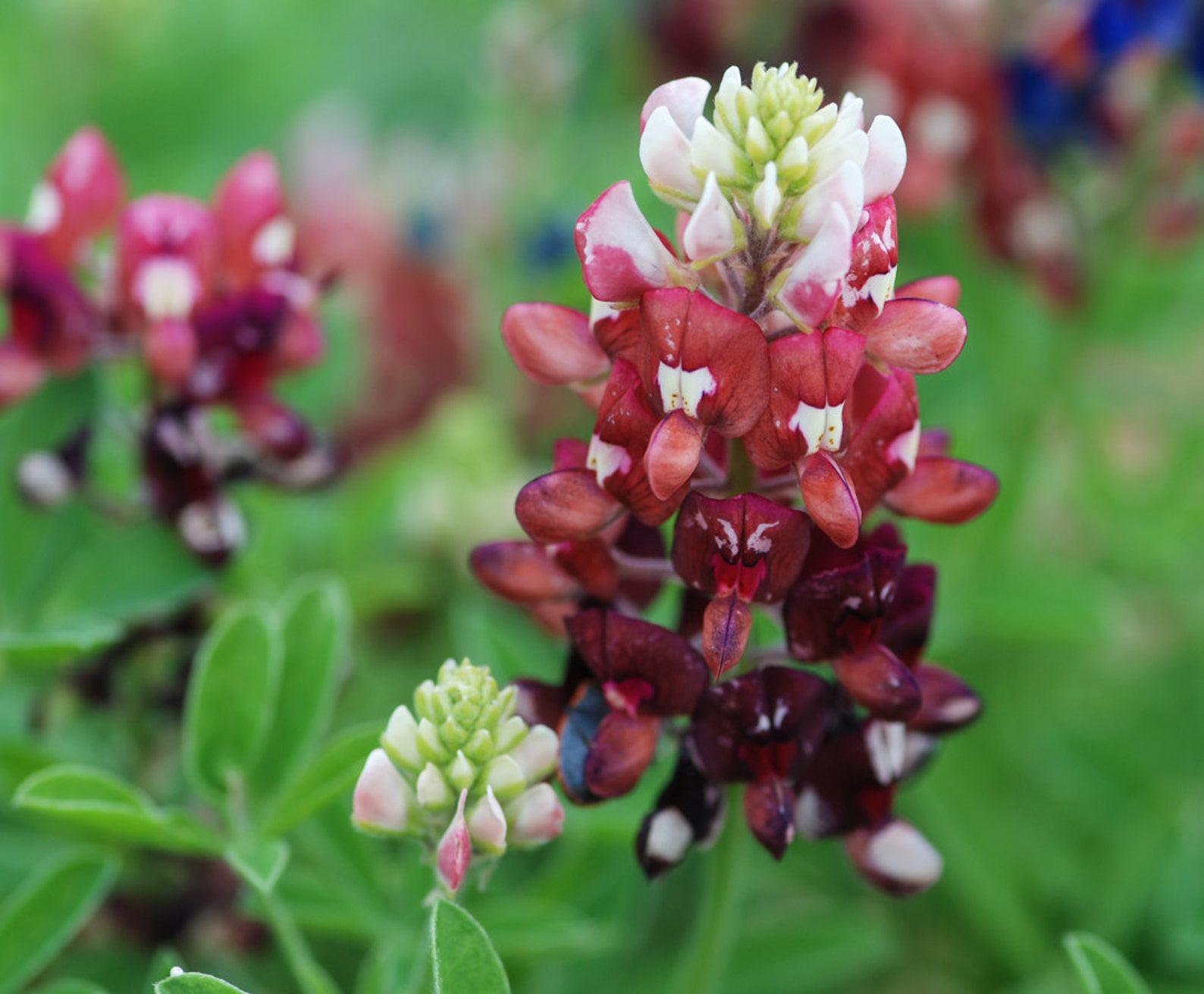 Red Bluebonnet, Landscape Photography, Texas, Hill Country, Wine ...