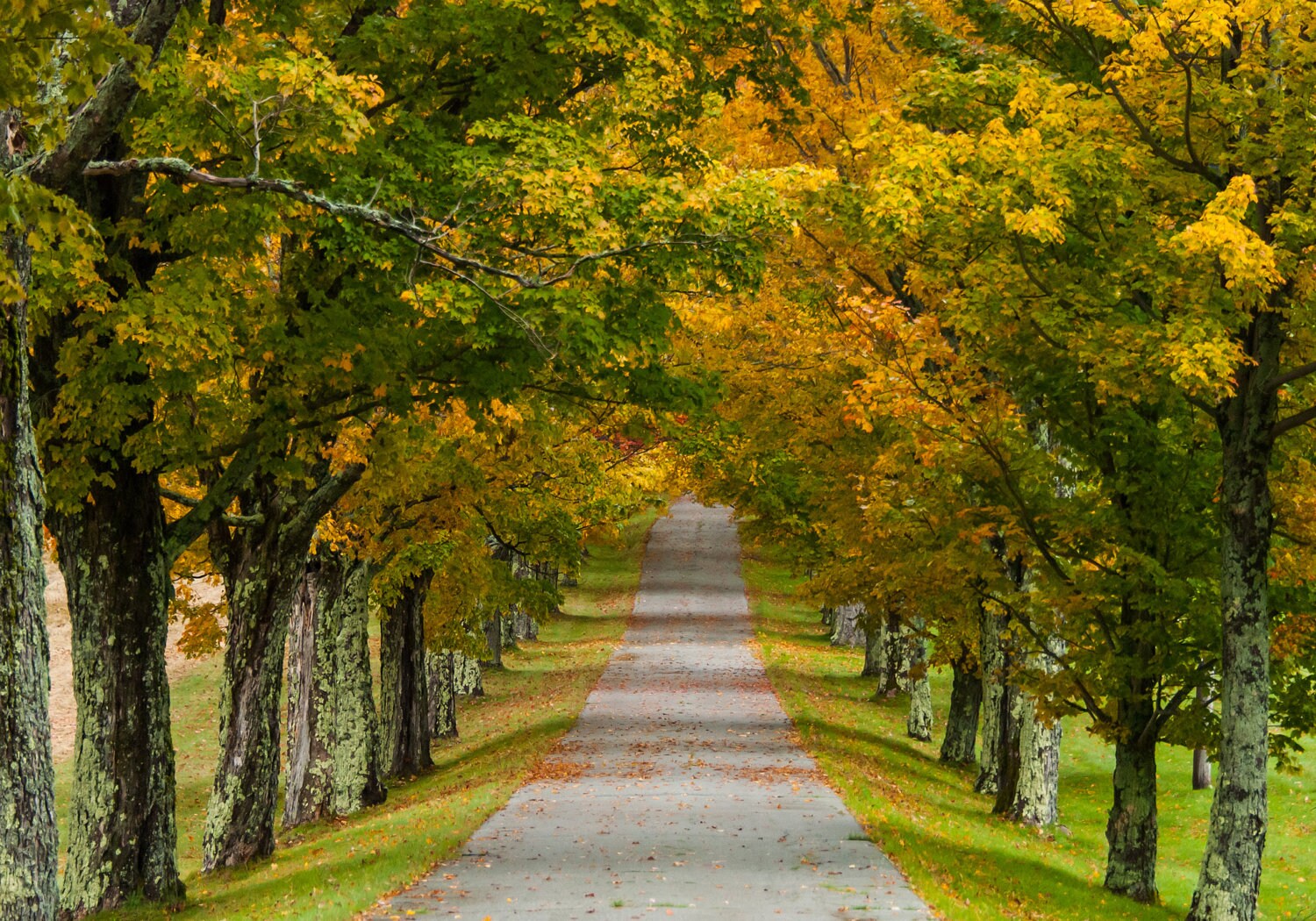 Trees in a Row Nature Photography, Landscape Photography, Fall, Autumn ...