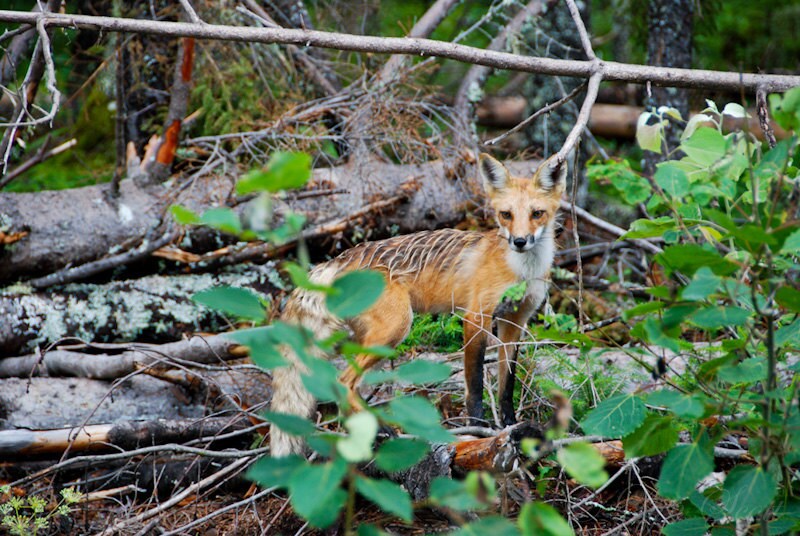 New Hampshire Photography, Fox, Nature Photography, Landscape ...