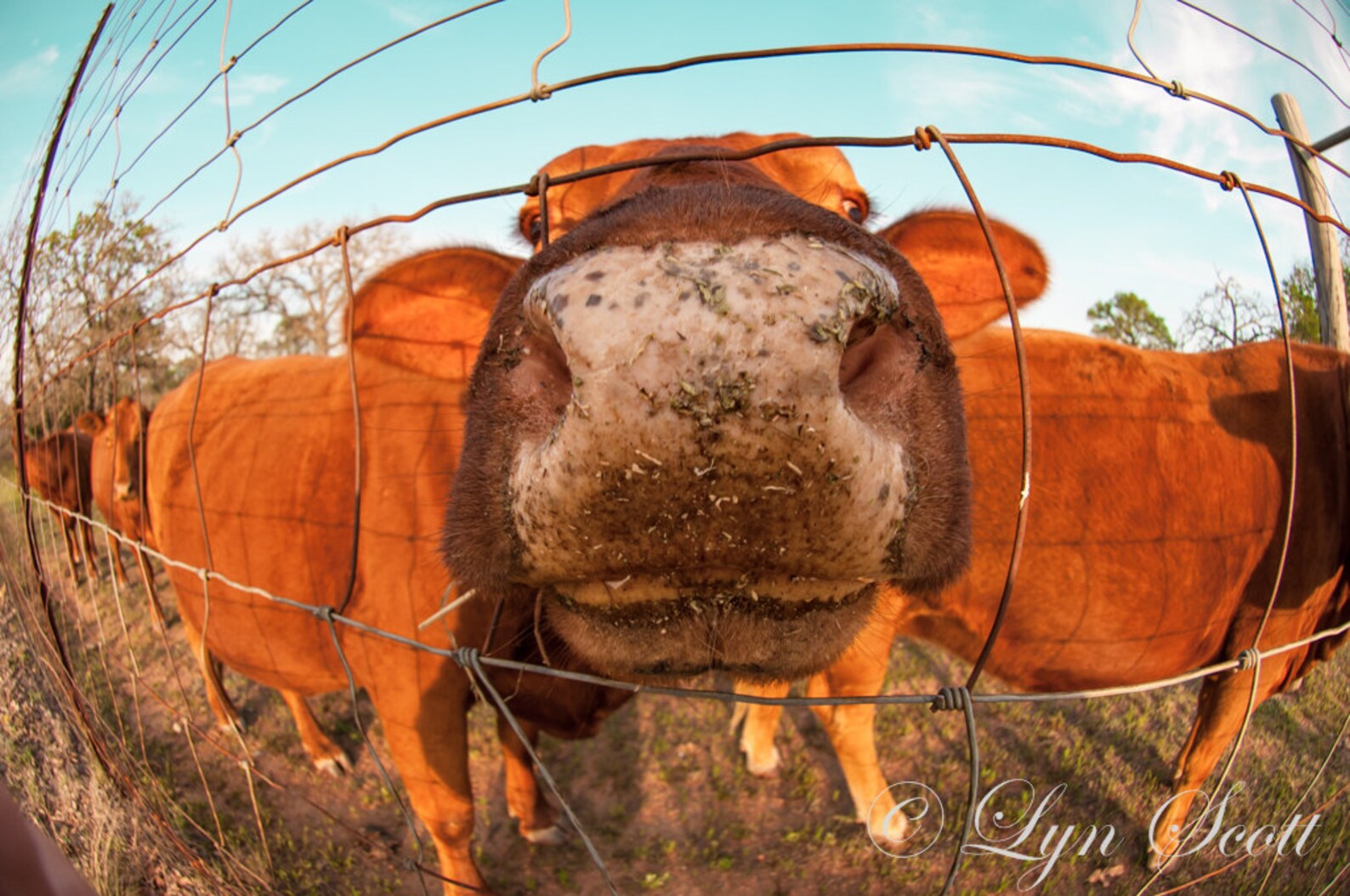 Cow Nose - Fine Art Print, Landscape Photography, Texas, Hill Country ...