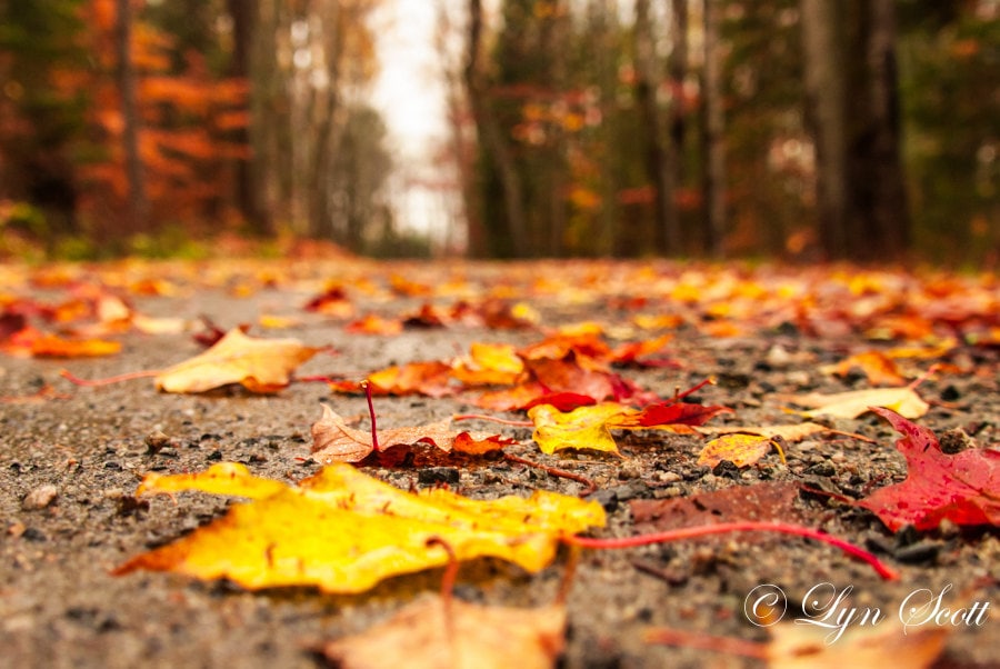 Fine Art, Fall Leaves, Nature Photography, Wall Art, Landscape ...