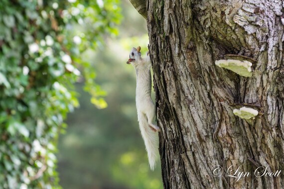 White Squirrel Running up the Tree Nature Landscape - Etsy