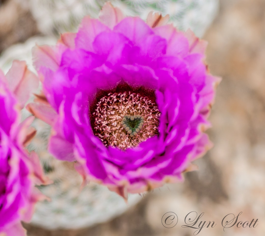 Cactus Flowers, Landscape Photography, Heart, Valentine, Love, Texas ...