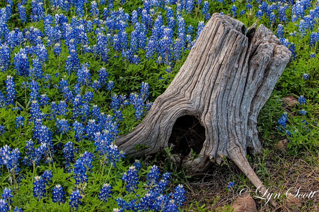Texas, Wildflowers, Spring Flowers, Fine Art, Art, Tree Stump ...