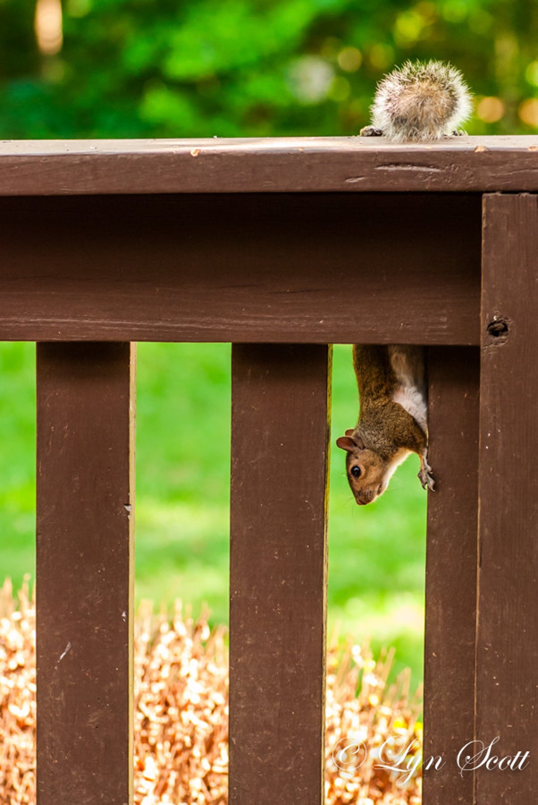 Squirrel Tricks - Nature Photography, Art, Wildlife Photography, Animal ...