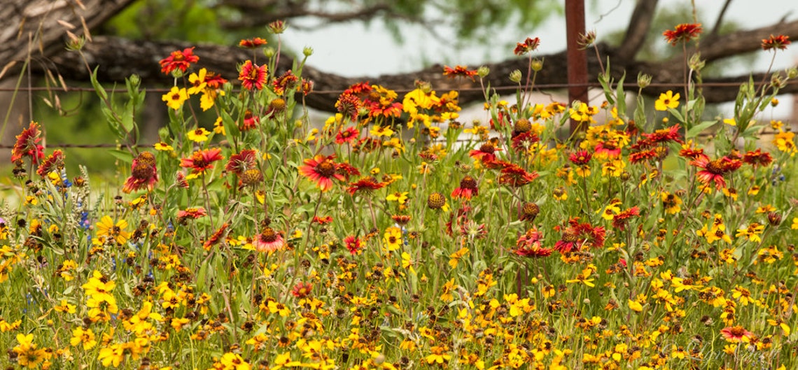 Texas Flowers Nature Photography Landscape Photography - Etsy