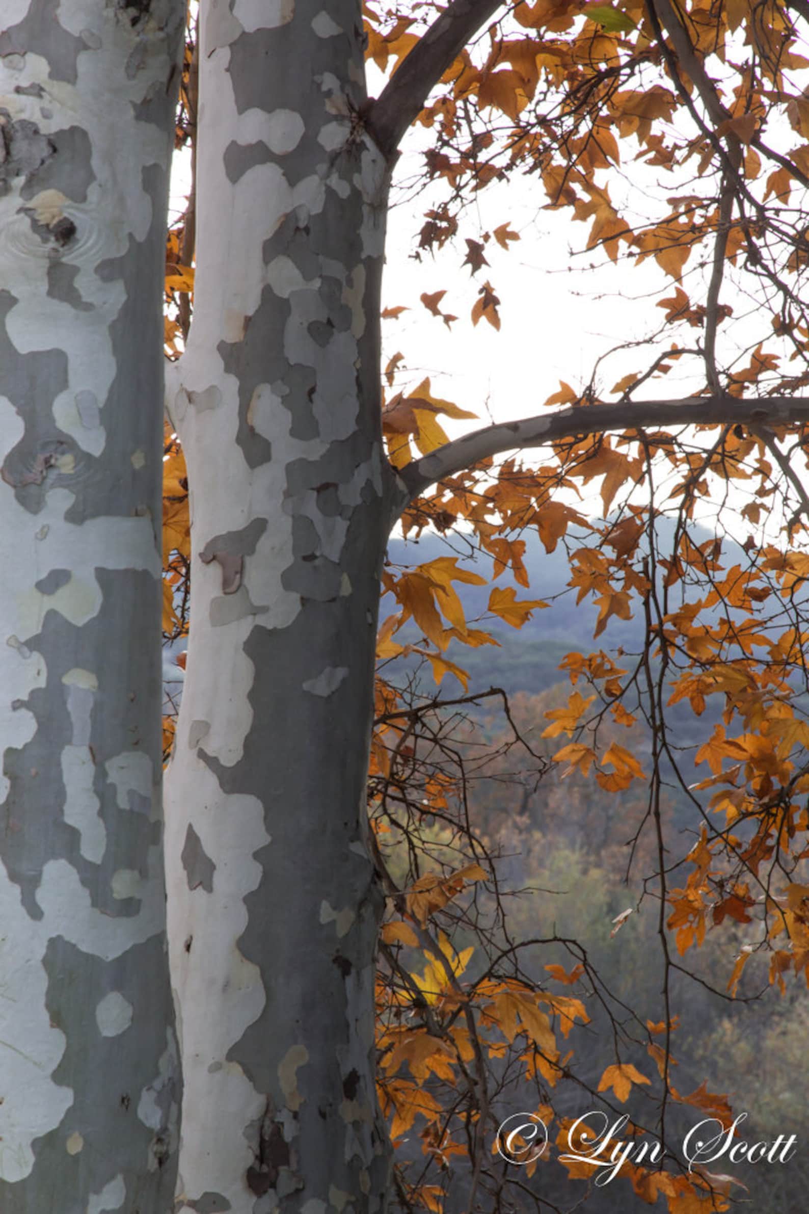 The Sycamores - Nature, Landscape Photography, Fall, Autumn, Sycamore ...