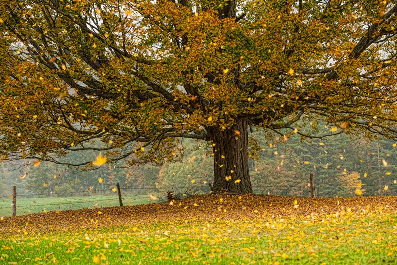 Falling Leaves - Nature Photography, Landscape Photography, Fall ...