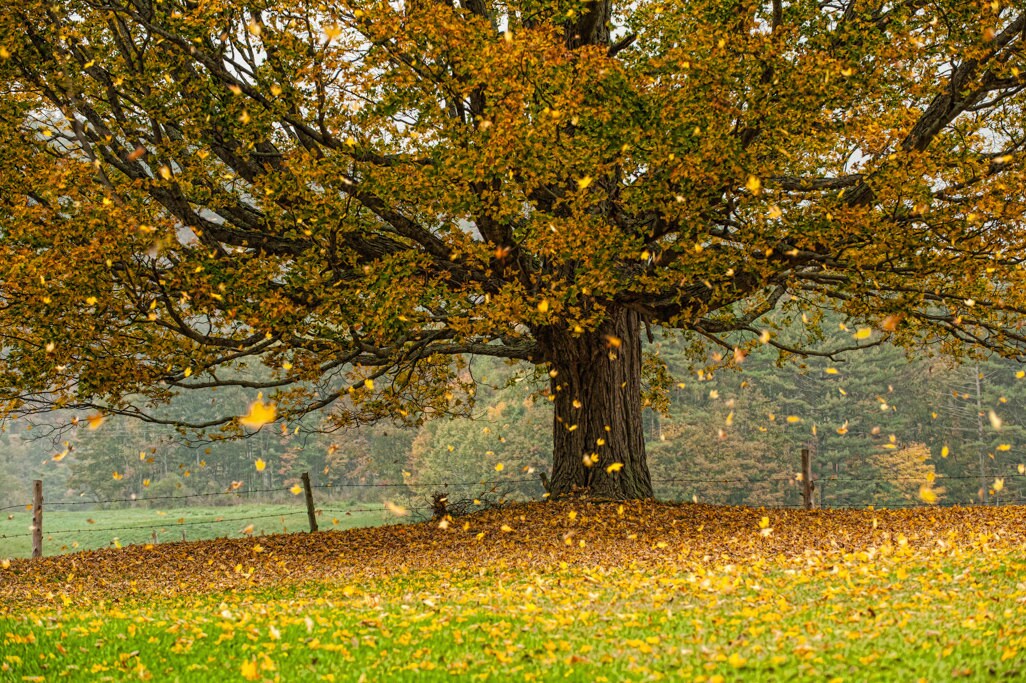 Falling Leaves - Nature Photography, Landscape Photography, Fall ...