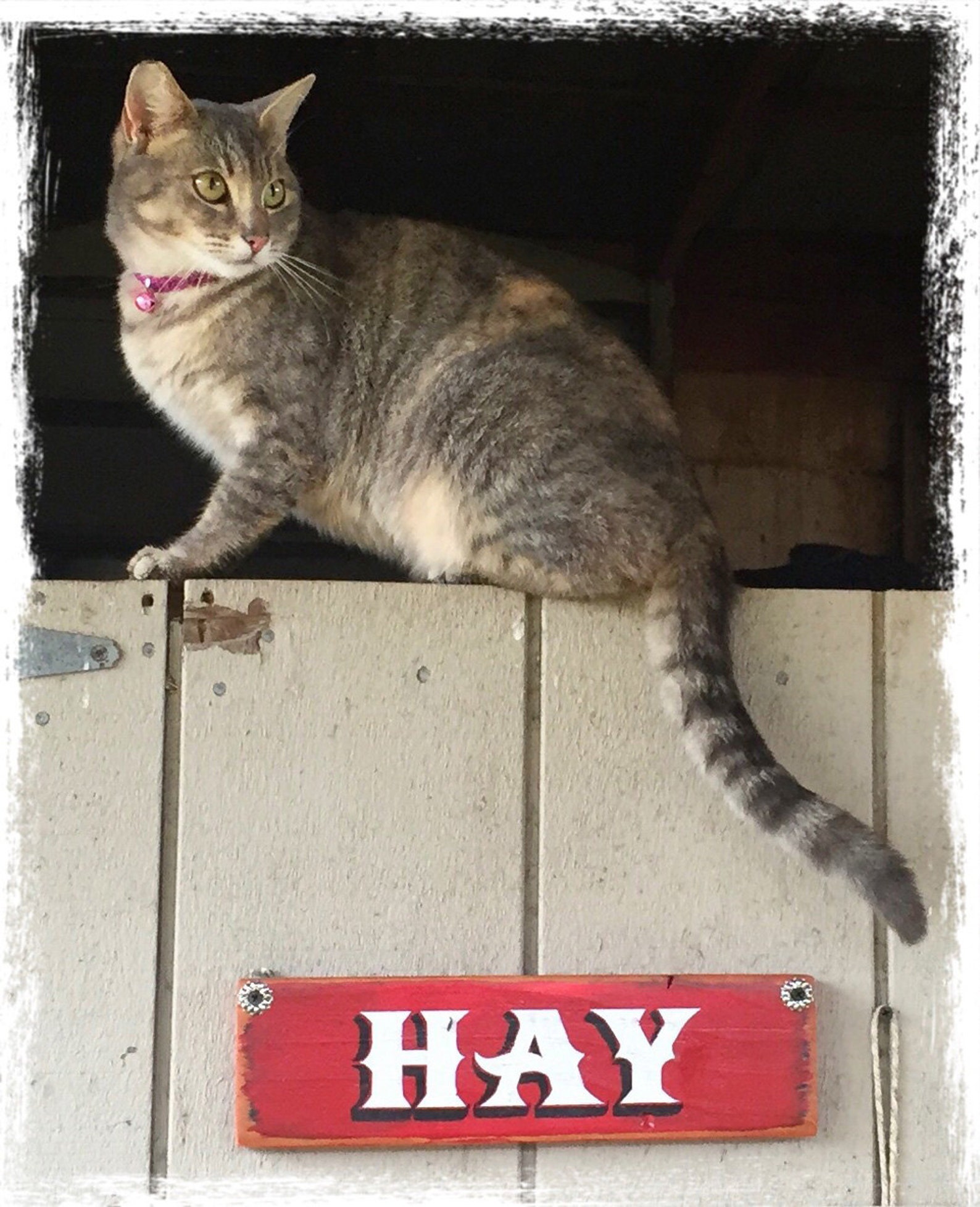 Hand Painted Western Sign hay Geat for the Horse - Etsy