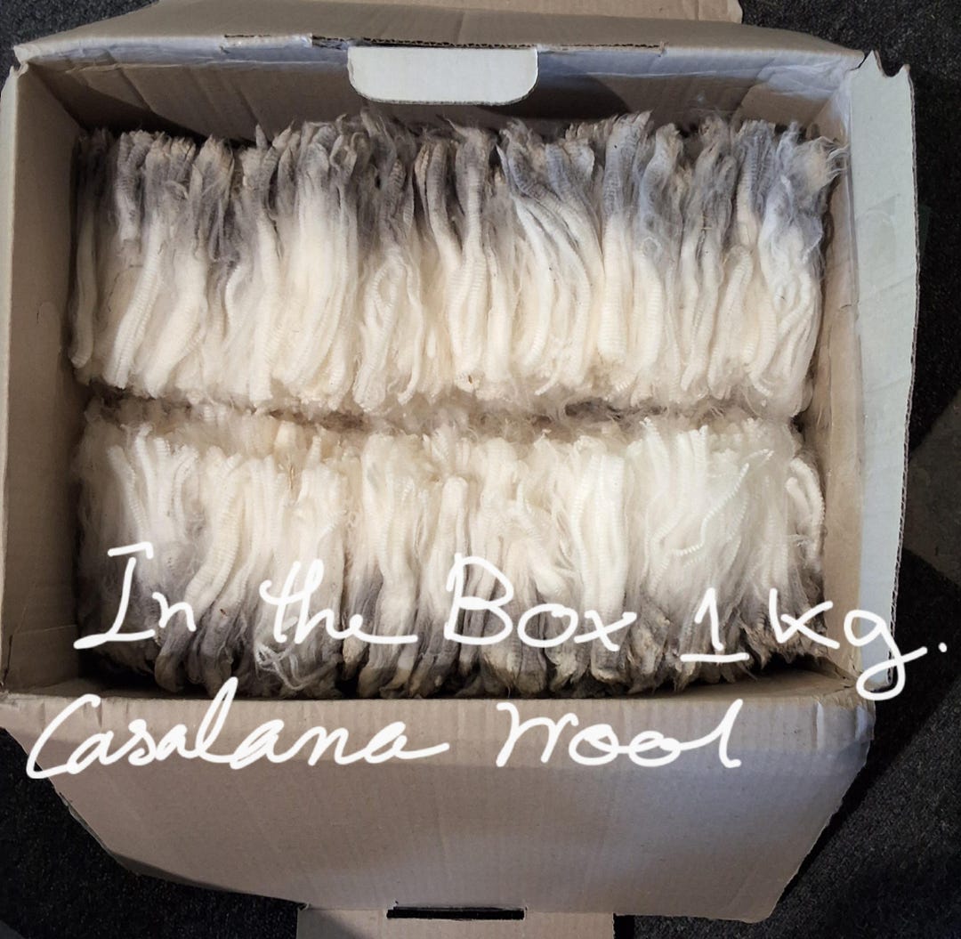 White Merino, 1 Kg (2.2 Lb) of 10-12 Cm Raw Wool Staples R Handed Pick ...