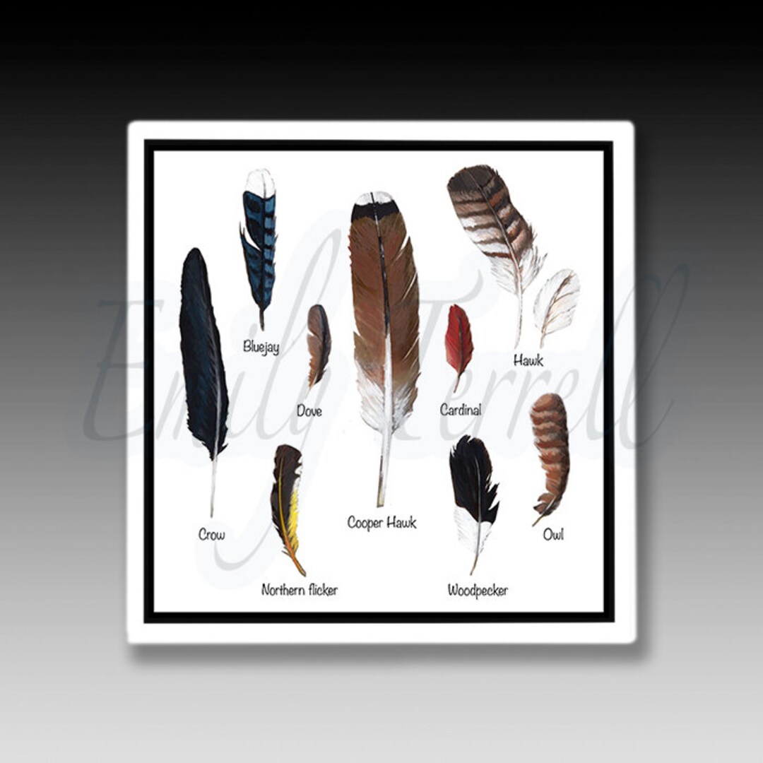 Bird Feathers Identification Ceramic Tile: Acrylic Painting ...