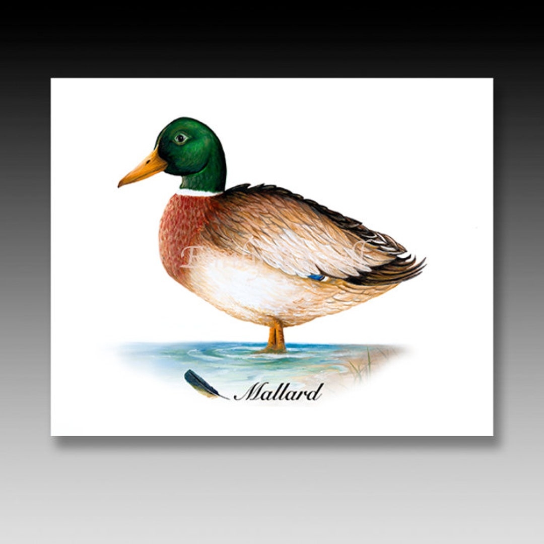 Mallard Waterfowl Acrylic Print, Mallard Prints, Mallard Artwork ...