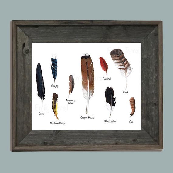 Feather Identification Chart Uk