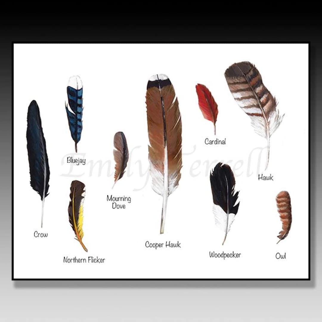 Feather Identification Art Print: Feather Collection Illustration - Etsy