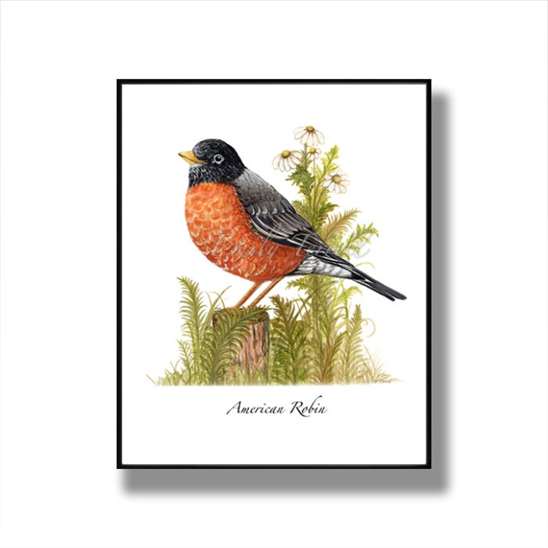 Robin Bird Card American Robin Cards, Robins, Birds, Bird Cards, Bird ...