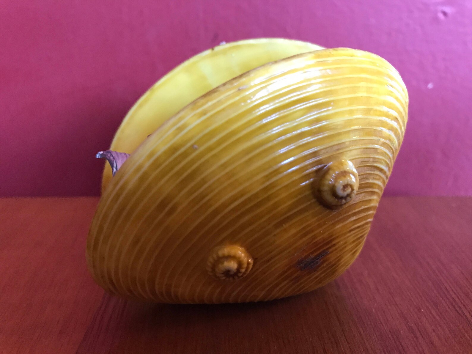 Intriguing Japanese clam shell dioramas. Souvenirs from the | Etsy