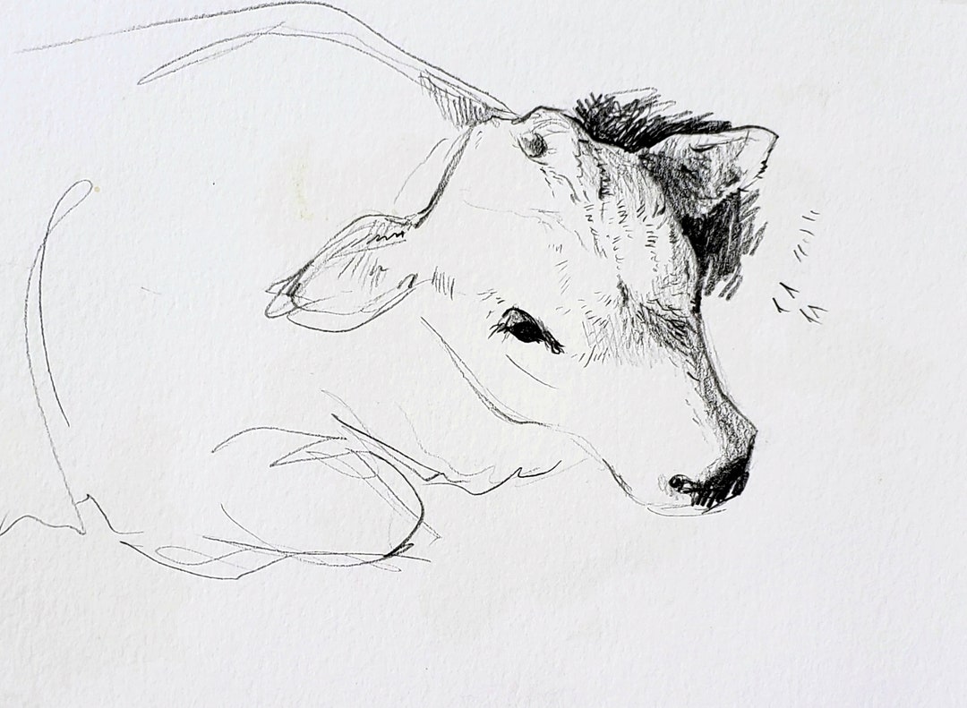 Drawing Calves--two Ways!--illustration by Cathy Johnson - Etsy