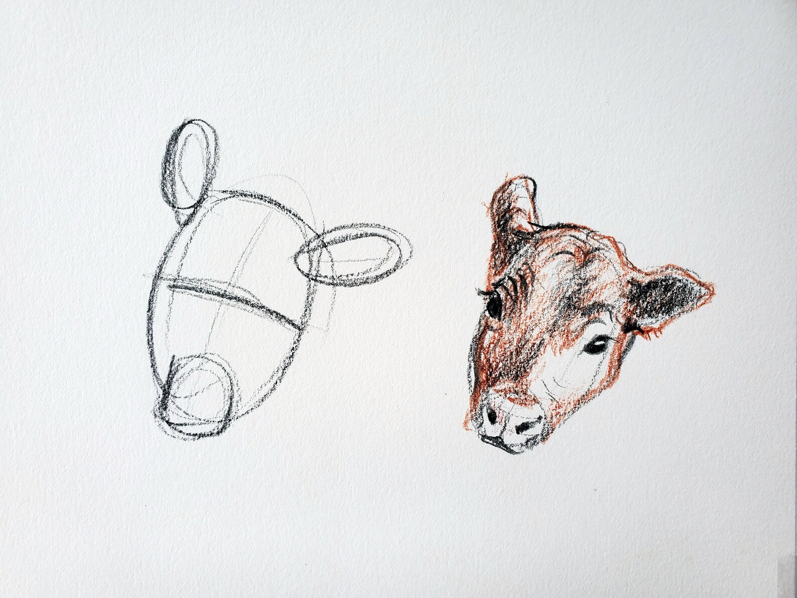 Drawing Calves--two Ways!--illustration by Cathy Johnson - Etsy