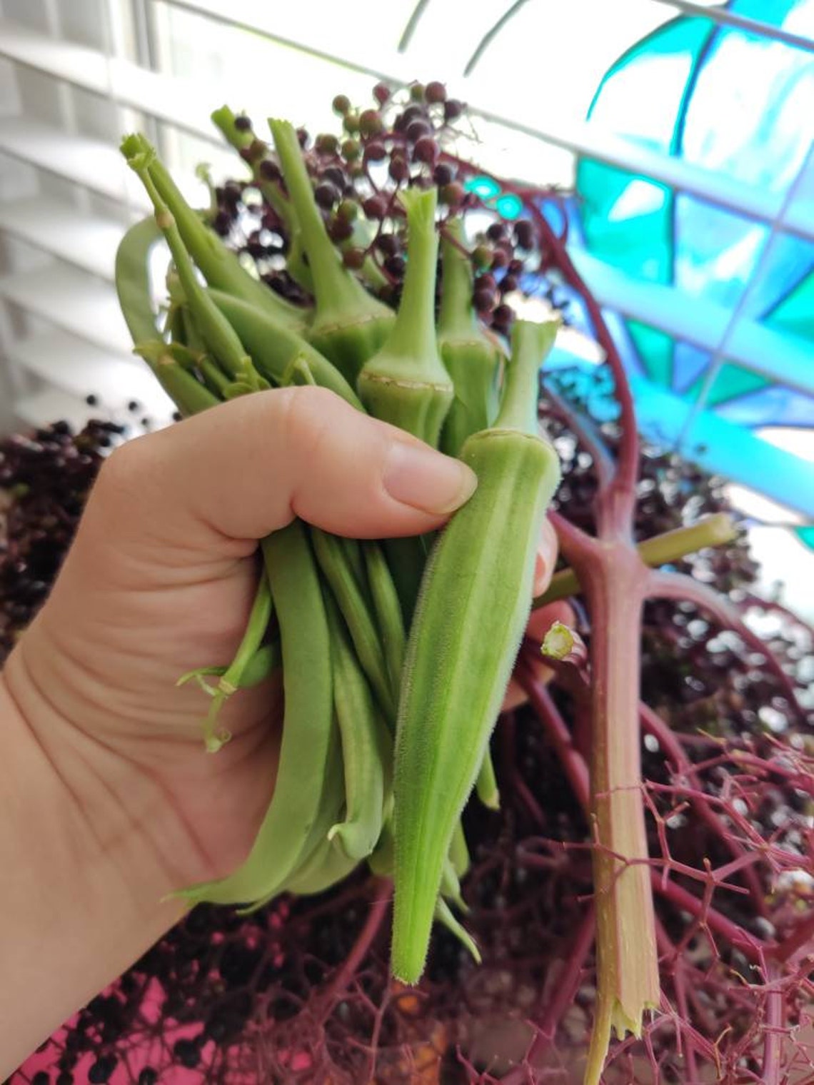 Cow Horn Okra Seed ~ 20 Seeds - Etsy