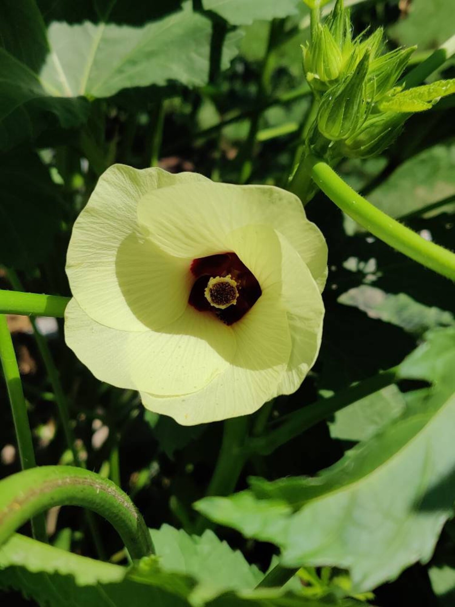 Cow Horn Okra Seed ~ 20 Seeds - Etsy