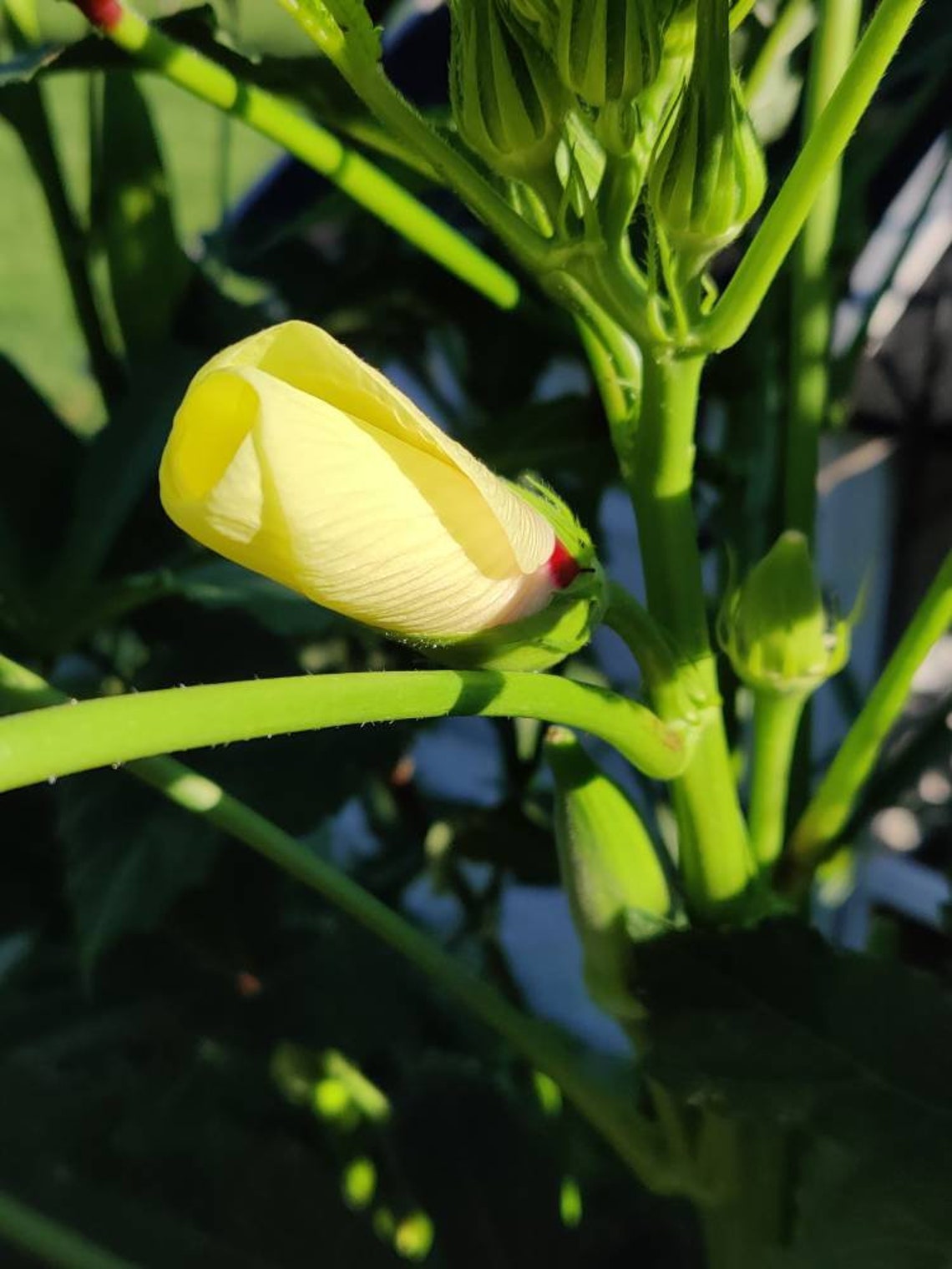 Cow Horn Okra Seed ~ 20 Seeds - Etsy