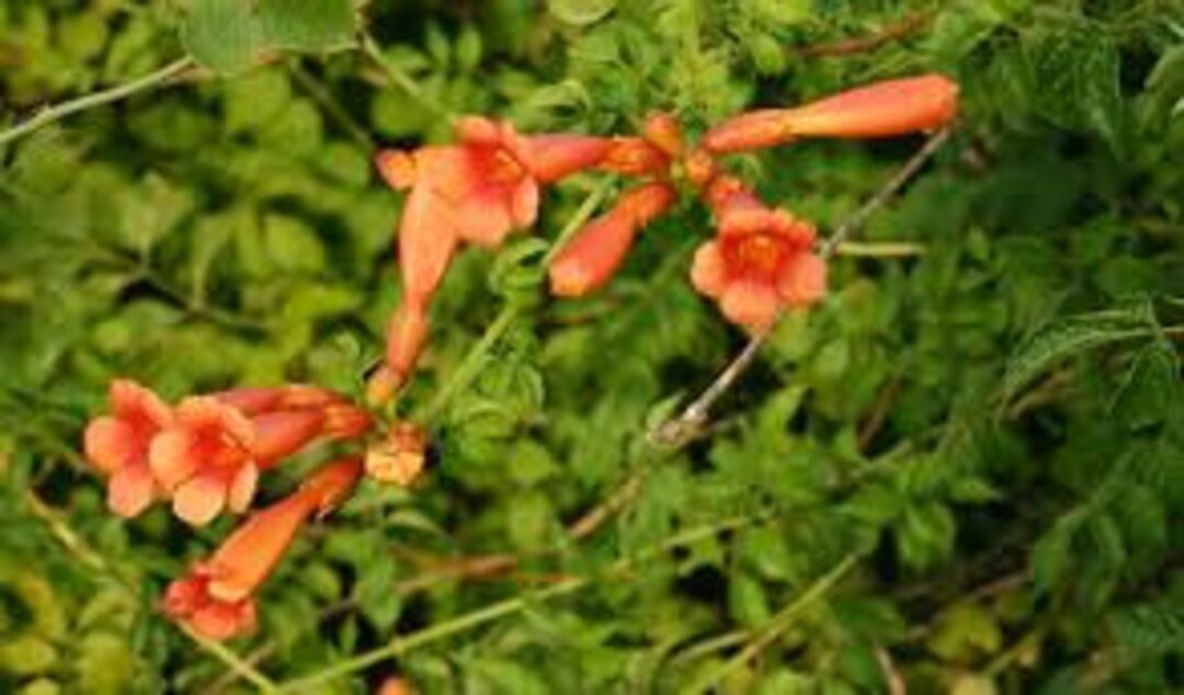 Orange Trumpet Vine ~ 12 Seeds - Etsy