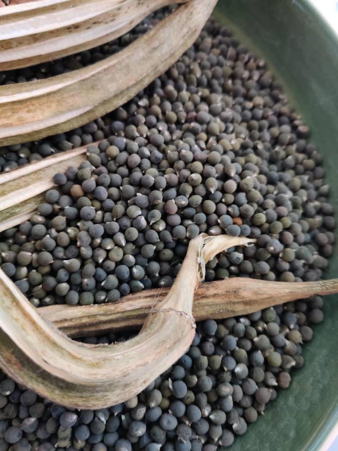 Cow Horn Okra Seed ~ 20 Seeds - Etsy