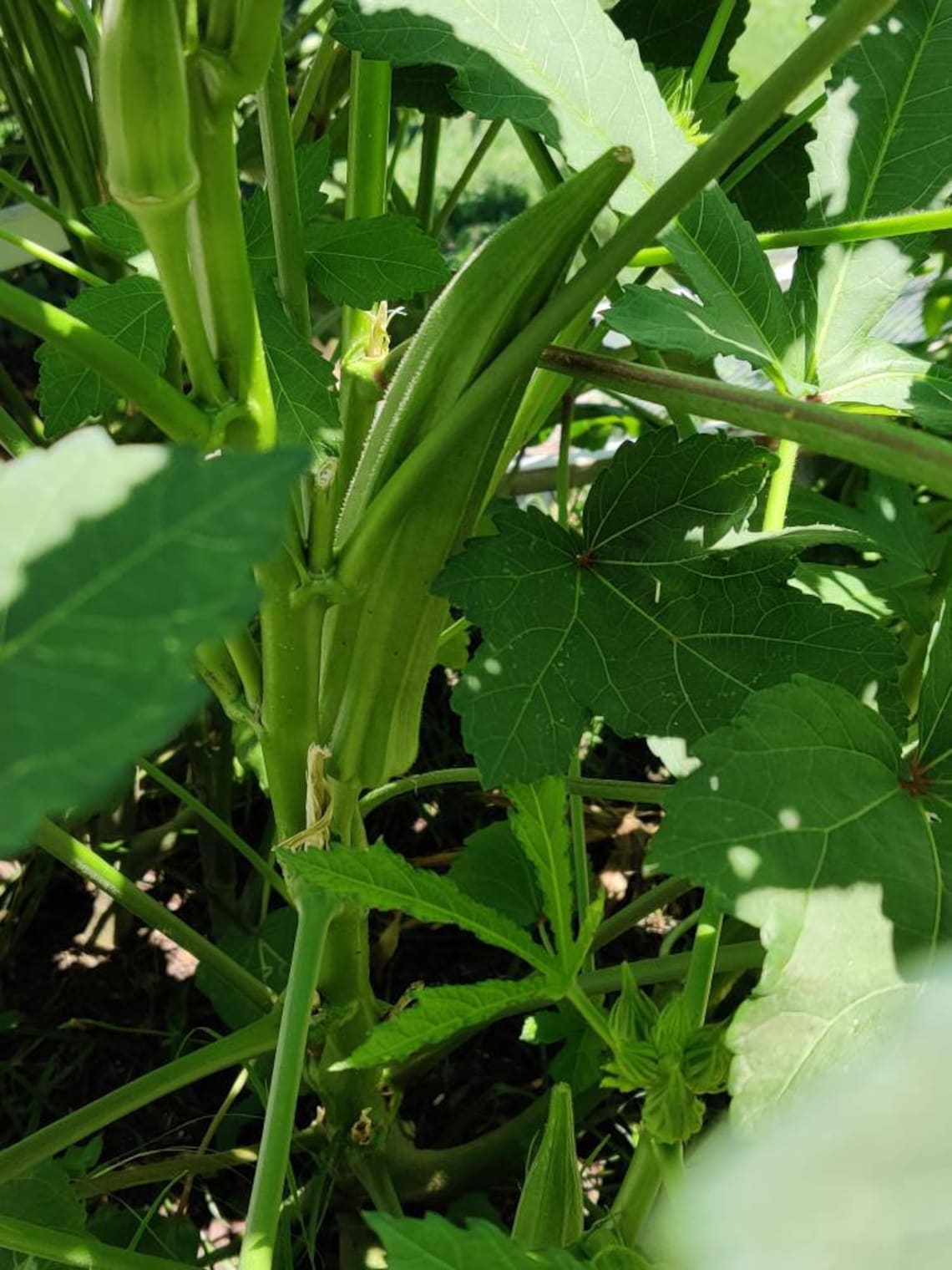 Cow Horn Okra Seed ~ 20 Seeds Etsy